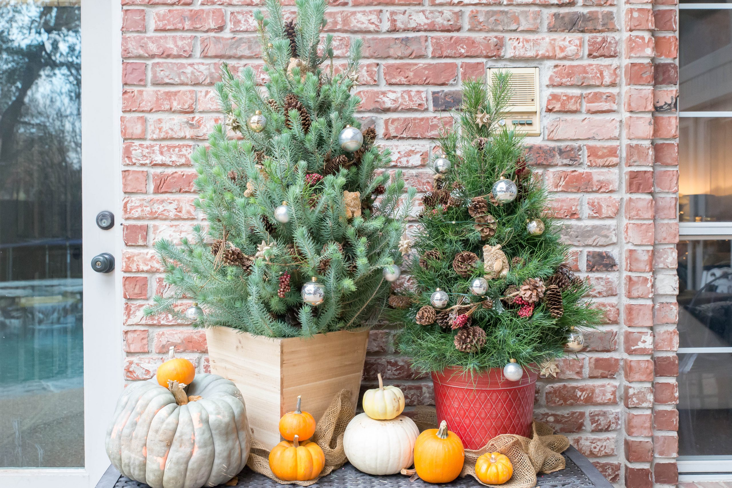 My Live Christmas Trees VIDEO - Mom Can Do Anything